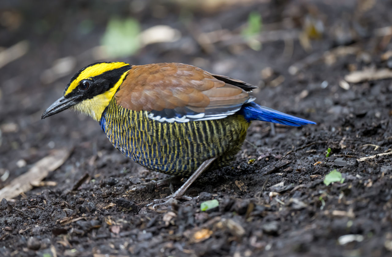 Species Spotlight: Javan Banded Pitta - 10,000 Birds
