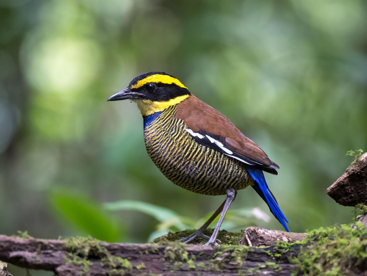 Species Spotlight: Javan Banded Pitta - 10,000 Birds