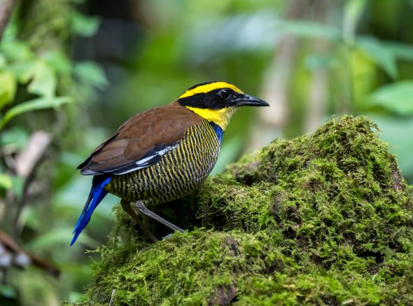 Species Spotlight: Javan Banded Pitta - 10,000 Birds