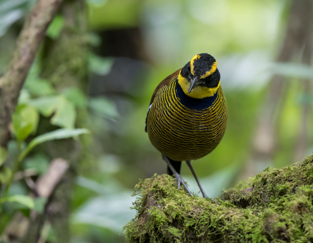 Species Spotlight: Javan Banded Pitta - 10,000 Birds