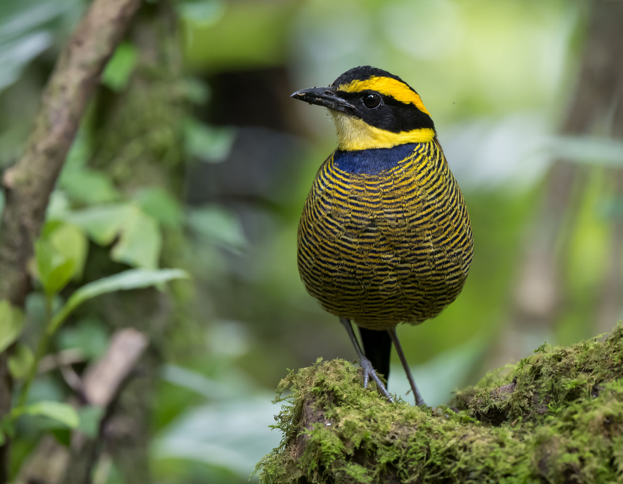Species Spotlight: Javan Banded Pitta - 10,000 Birds