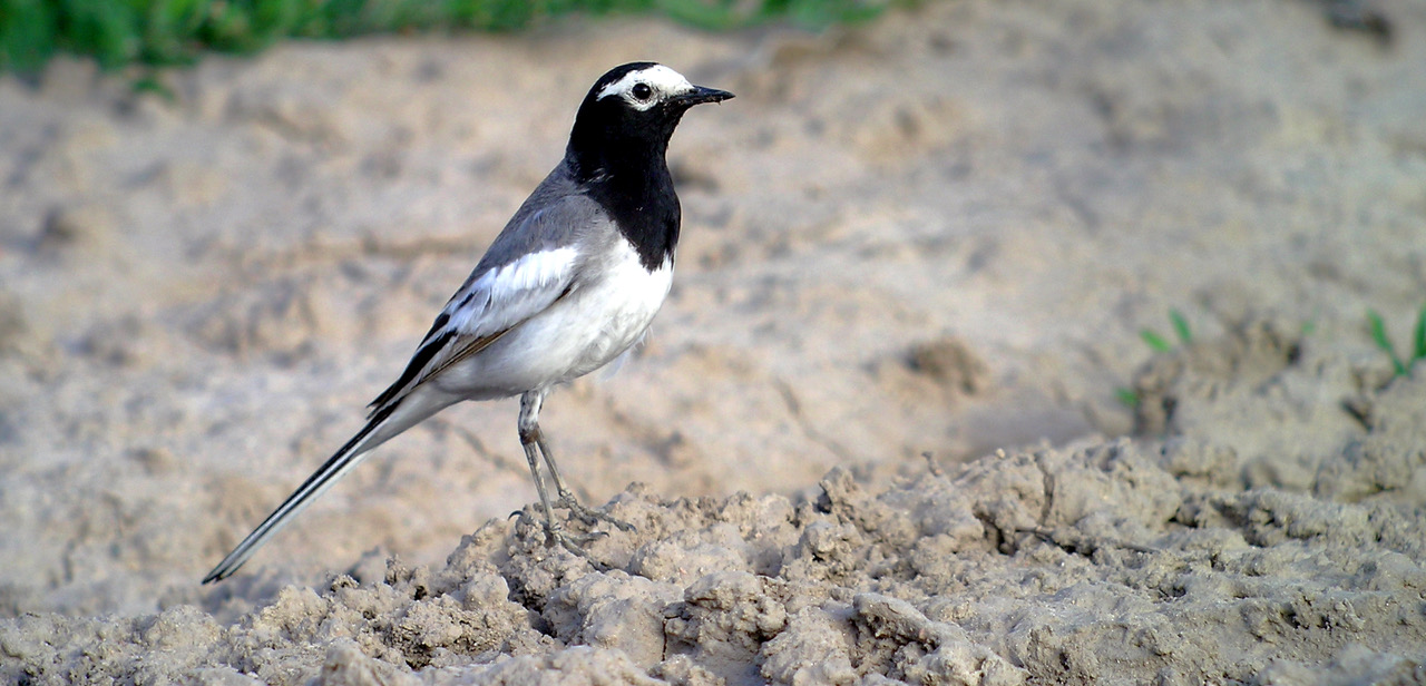 A confusion of wagtails - 10,000 Birds