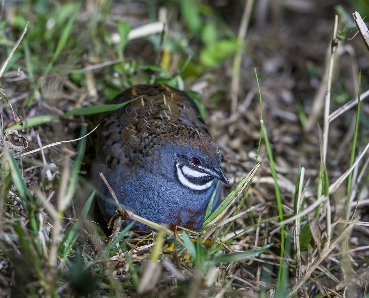 10 Cute Birds - 10,000 Birds