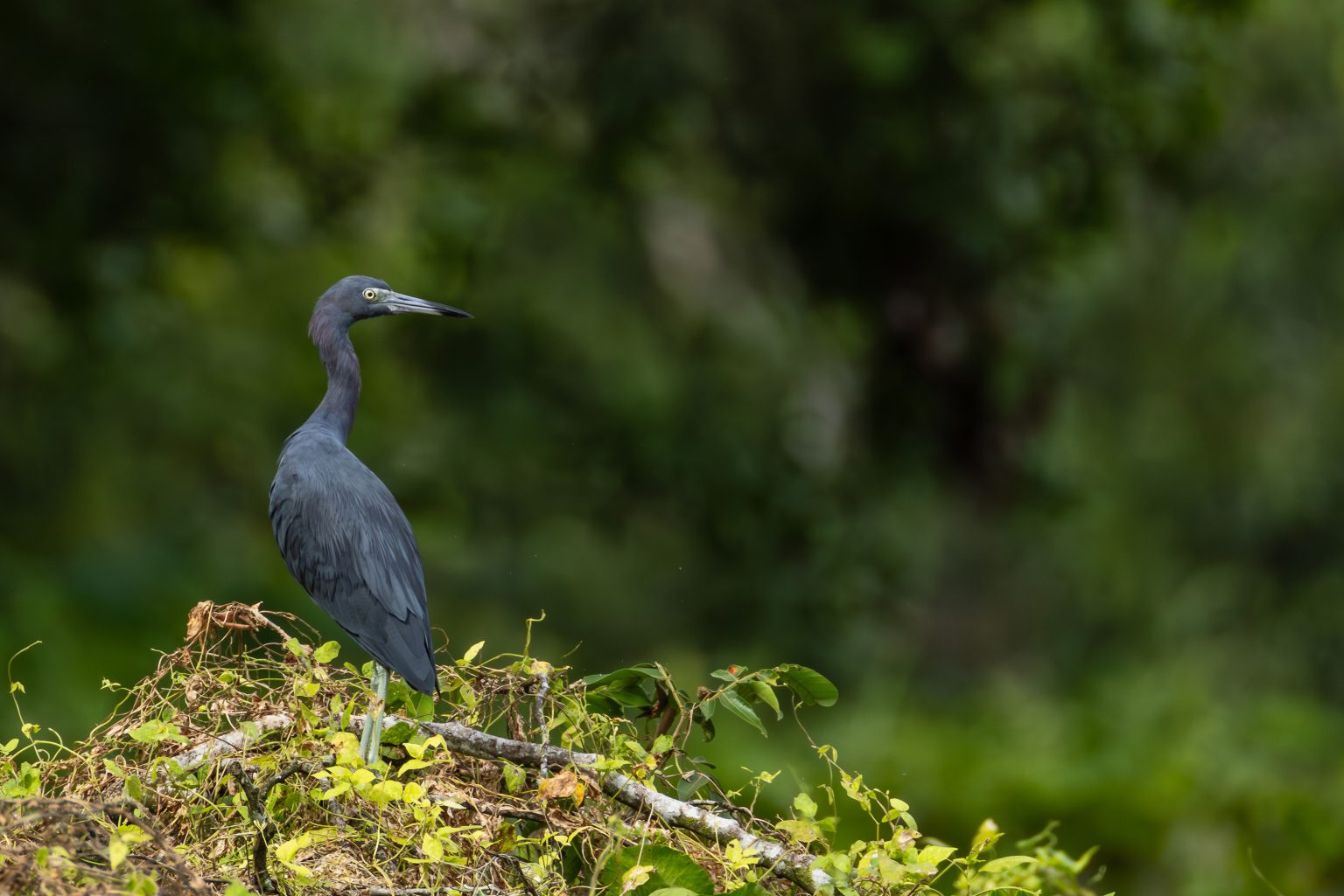 Birding the Chagres River: Another Panamanian Adventure