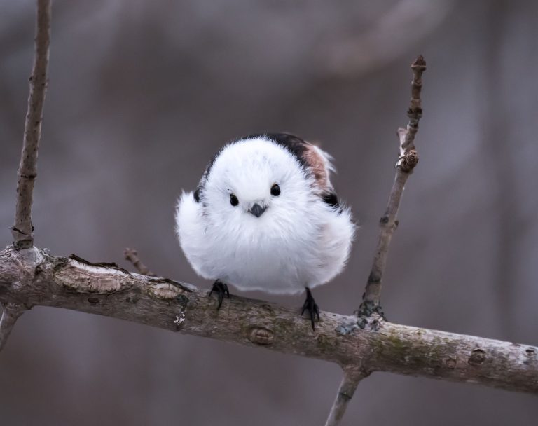 10 Cute Birds - 10,000 Birds
