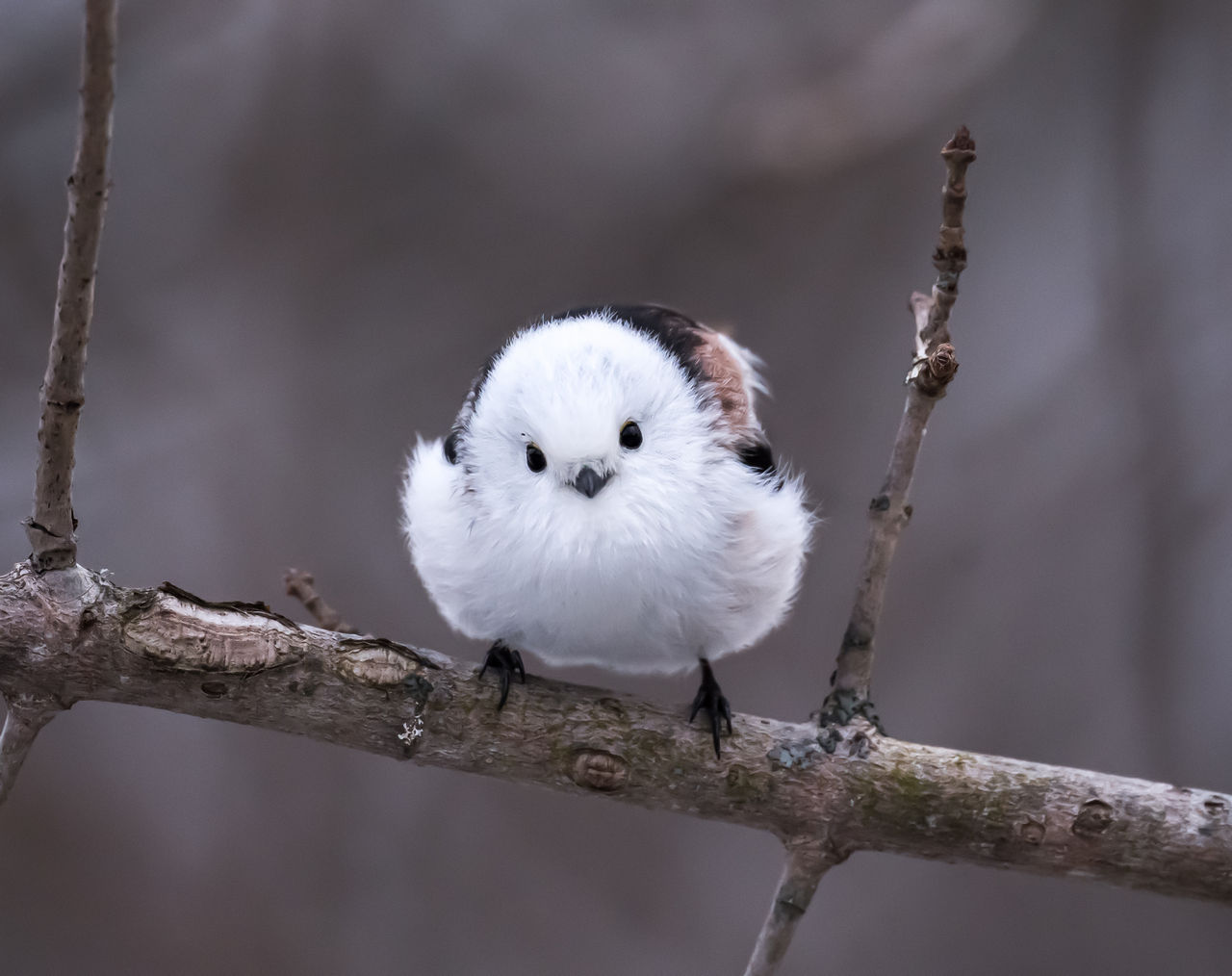10 Cute Birds - 10,000 Birds