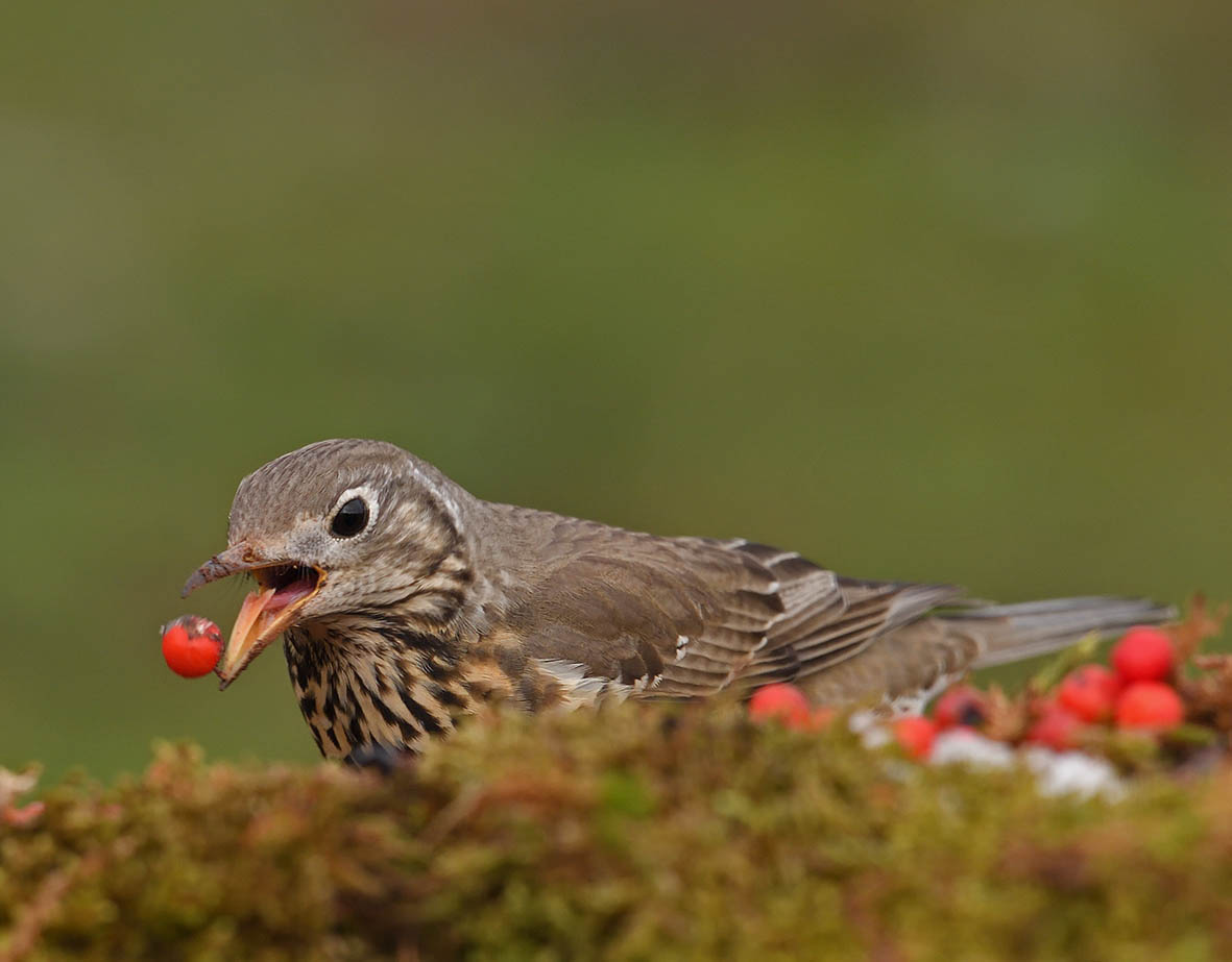 Migrating and wintering thrushes in the Iberian Peninsula - 10,000 Birds