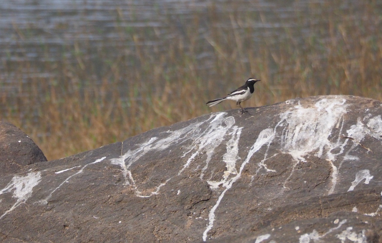 A confusion of wagtails - 10,000 Birds