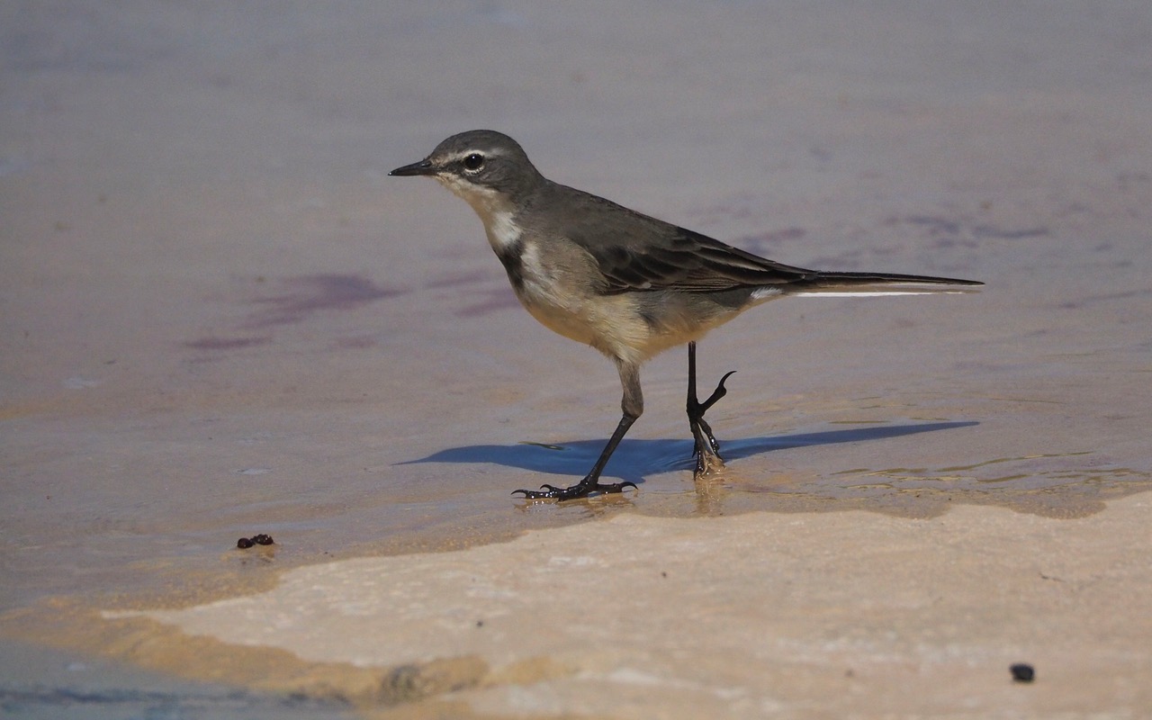 A confusion of wagtails - 10,000 Birds