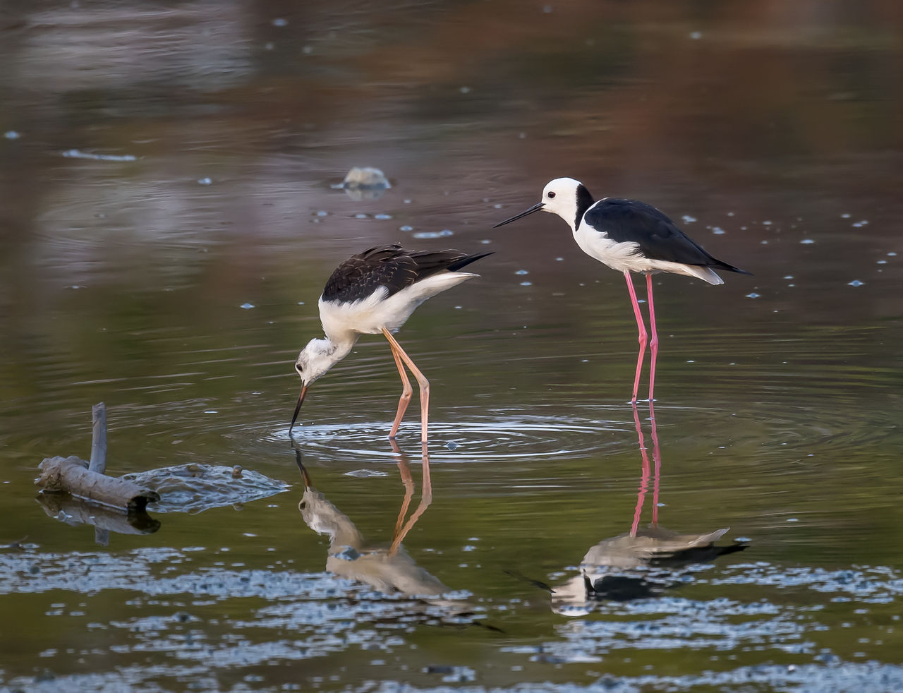 Birding Surabaya, East Java, Indonesia - 10,000 Birds