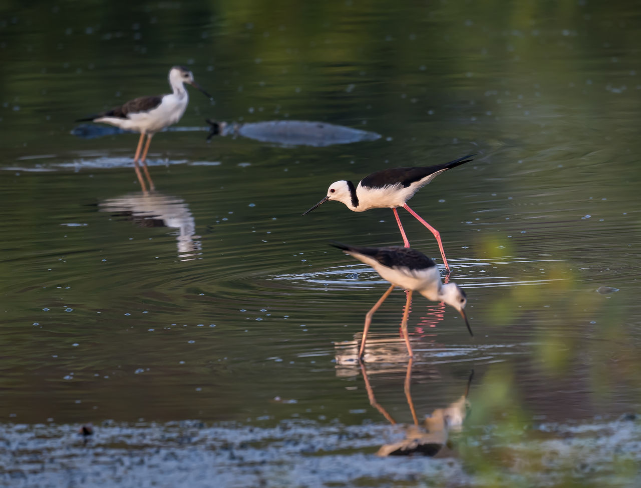 Birding Surabaya, East Java, Indonesia - 10,000 Birds