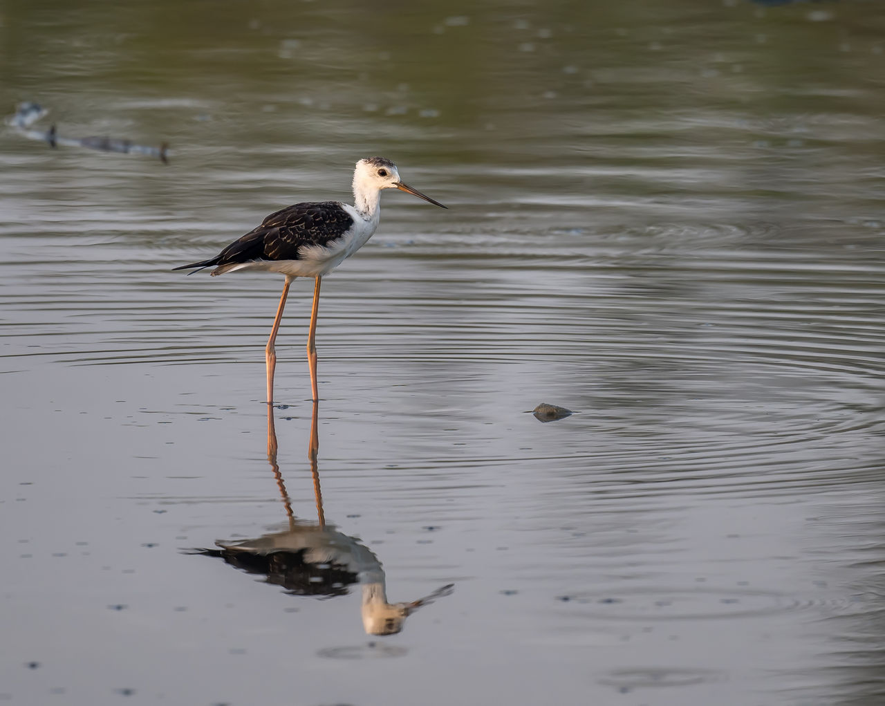 Birding Surabaya, East Java, Indonesia - 10,000 Birds