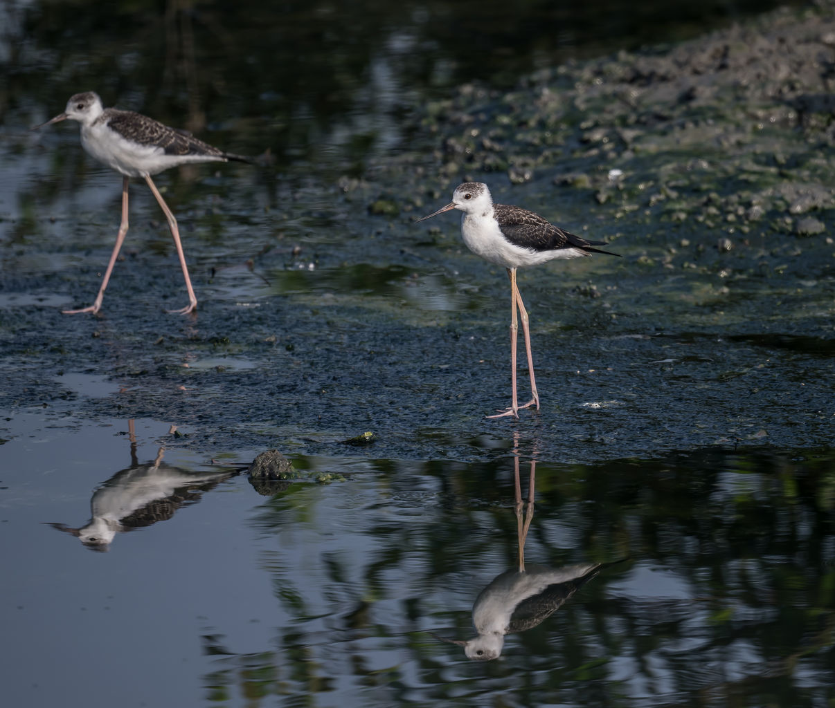 Birding Surabaya, East Java, Indonesia - 10,000 Birds