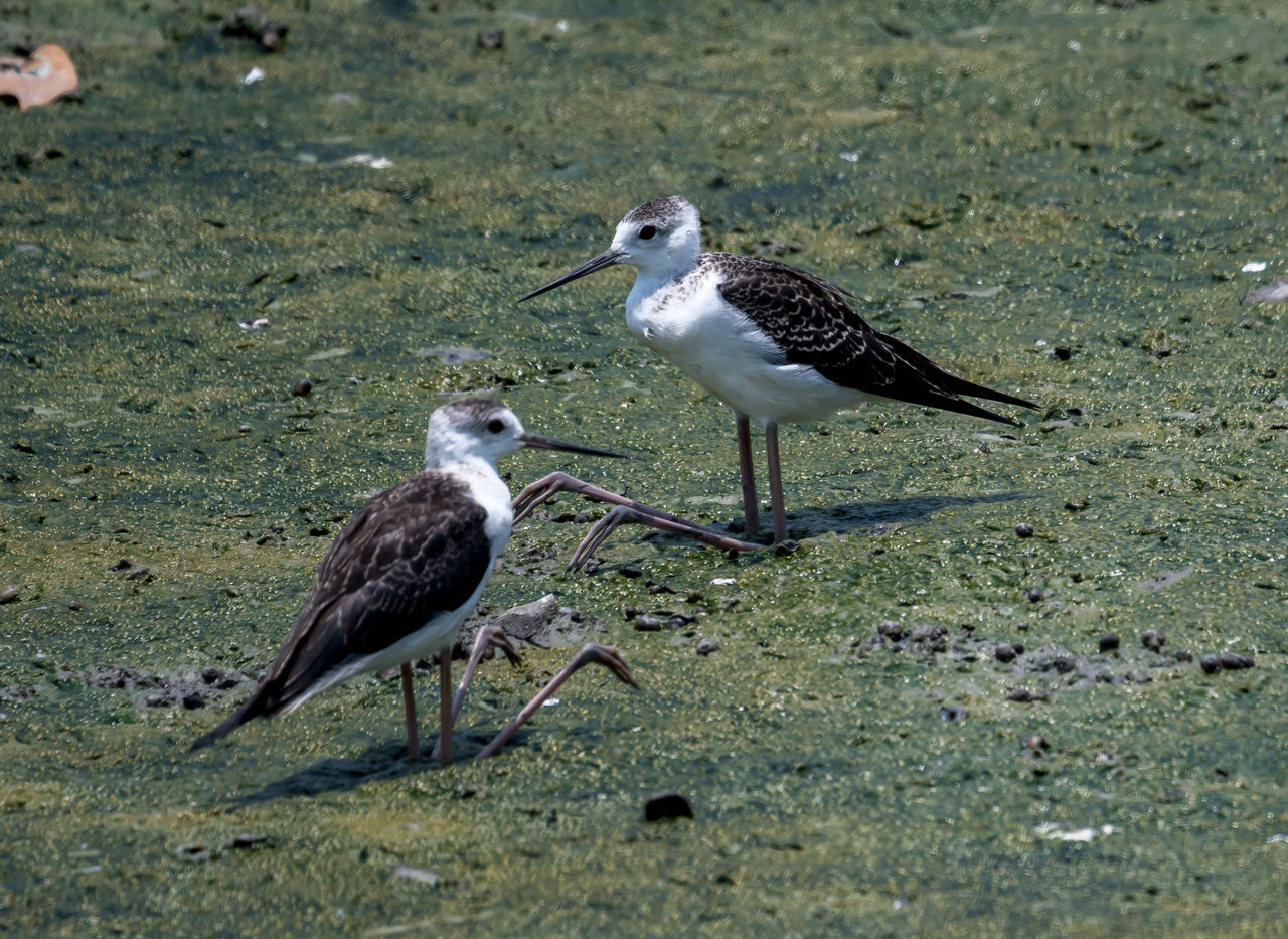 Birding Surabaya, East Java, Indonesia - 10,000 Birds