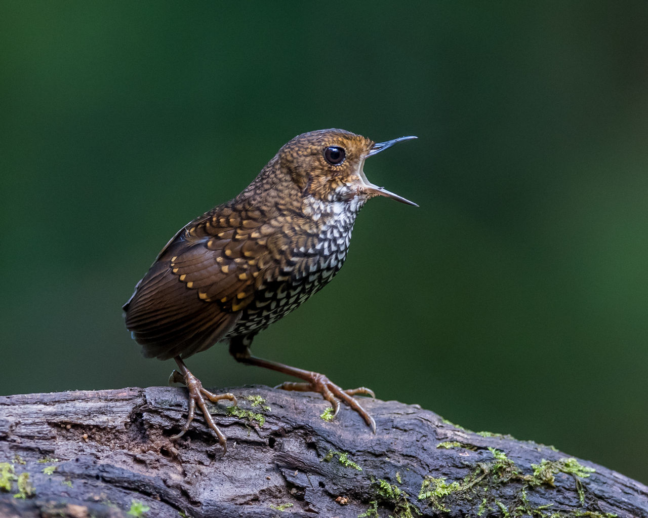 10 Cute Birds - 10,000 Birds