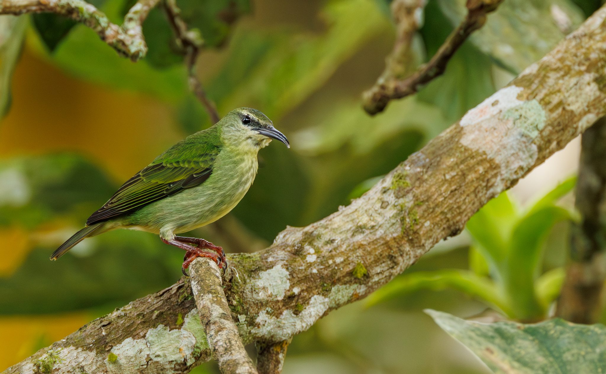 Birding the Chagres River: Another Panamanian Adventure