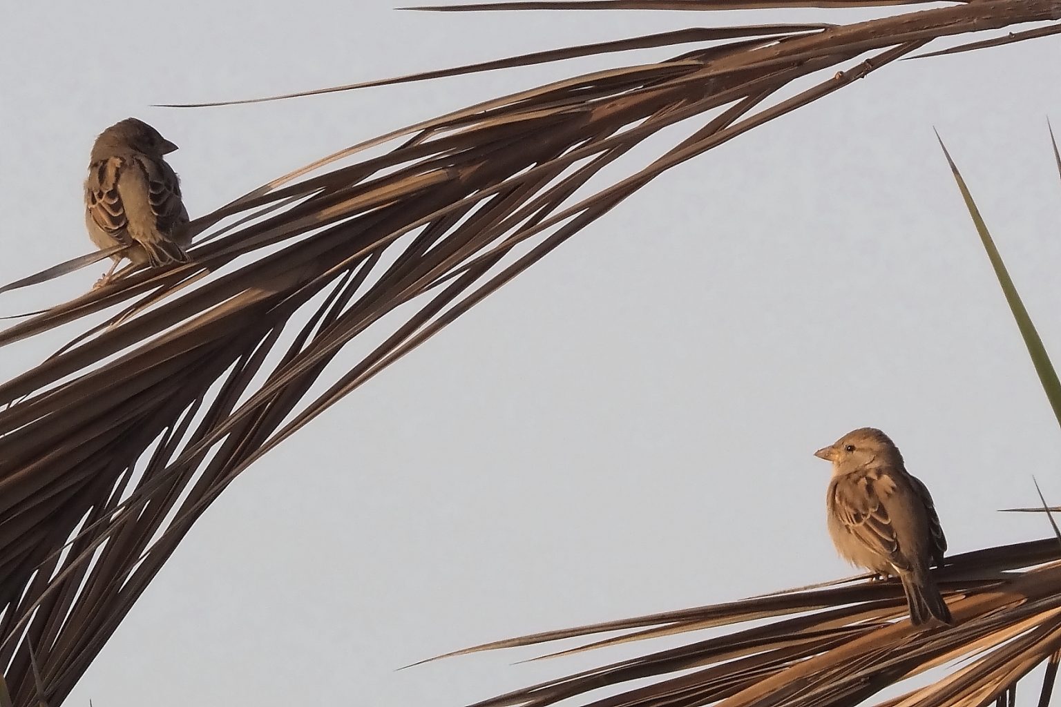 Birding in a Moroccan Town - 10,000 Birds