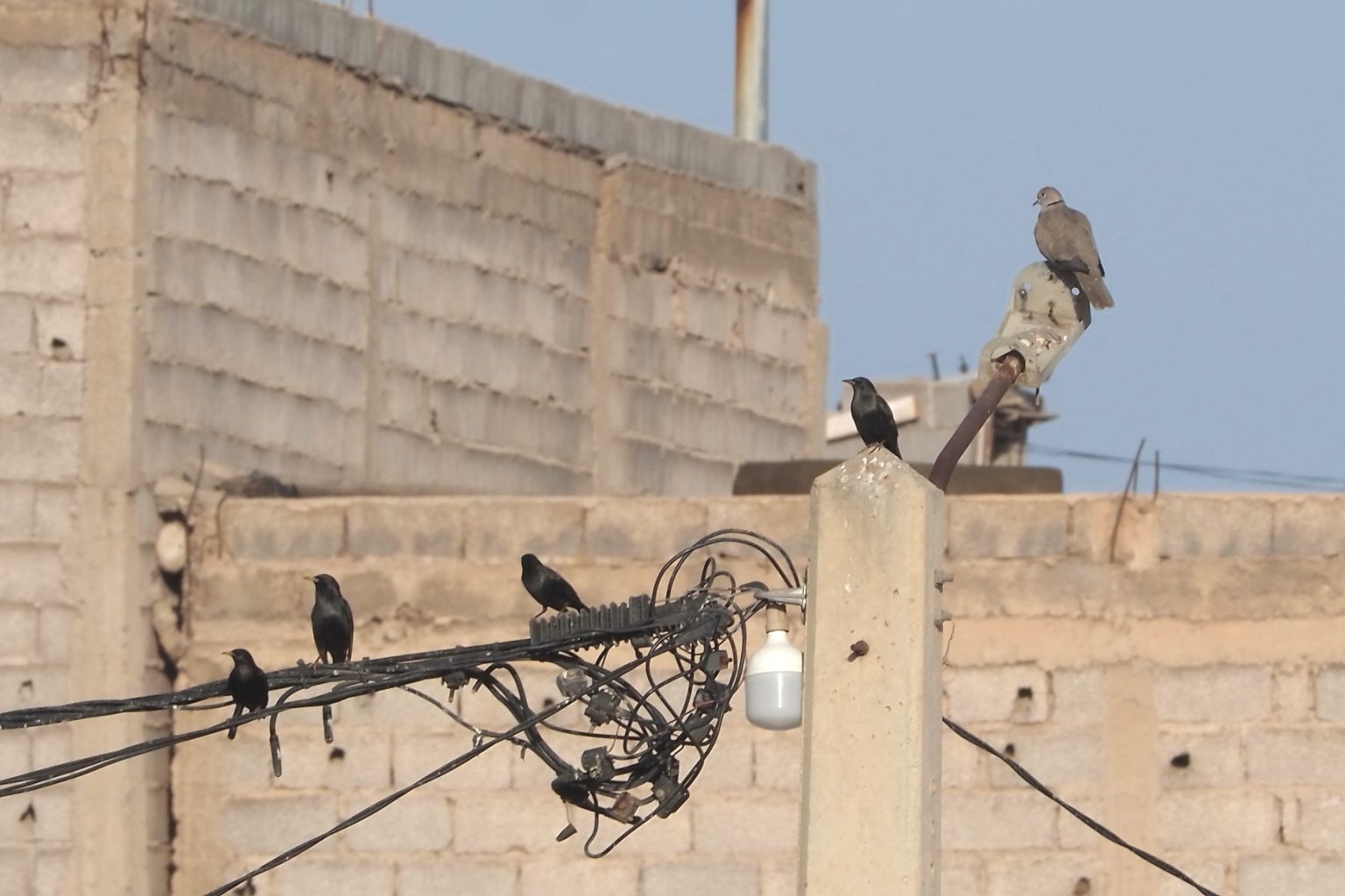 Birding in a Moroccan Town - 10,000 Birds