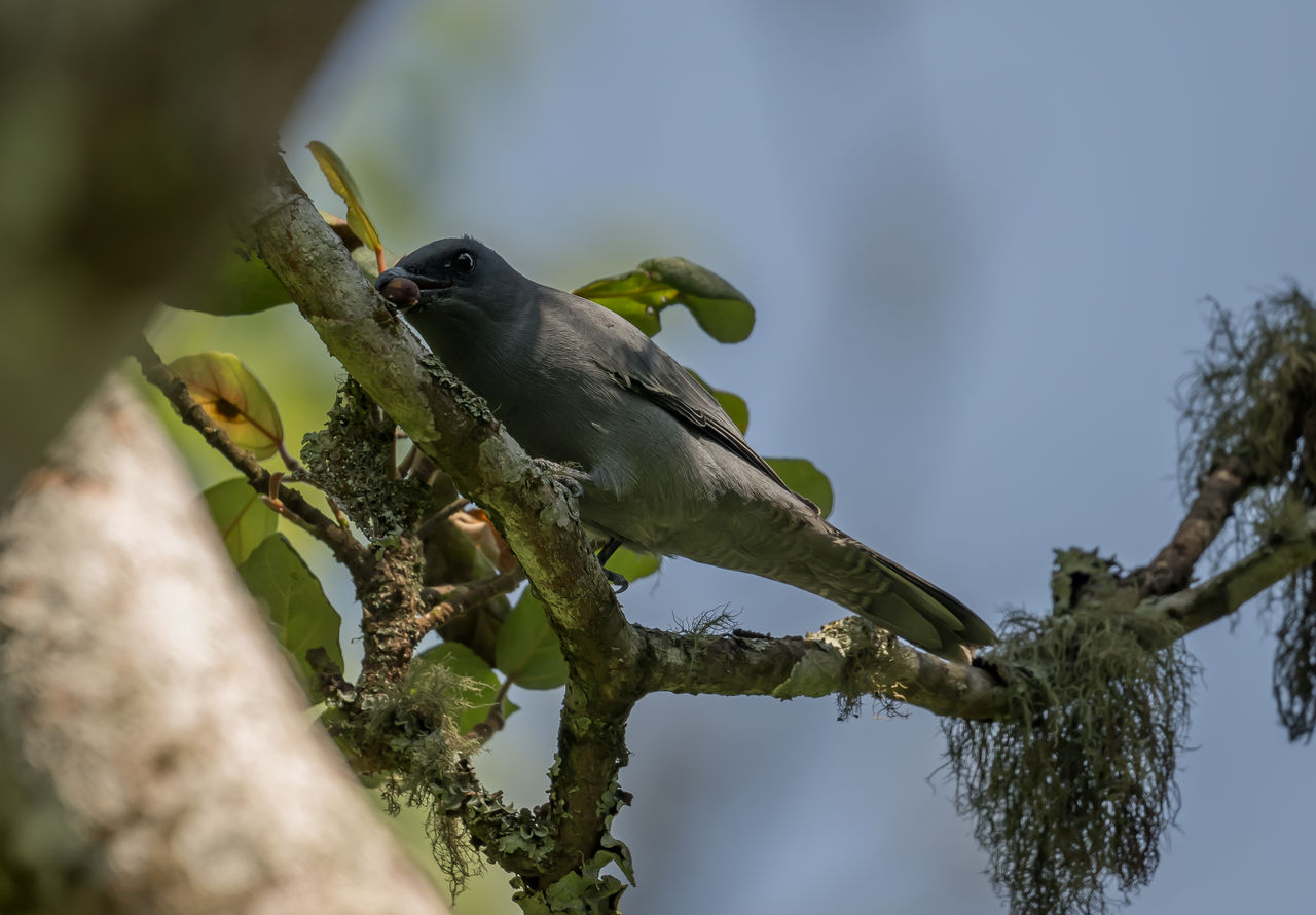 Birding Raden Soerjo Forest Park, East Java, Indonesia (Part 1 ...