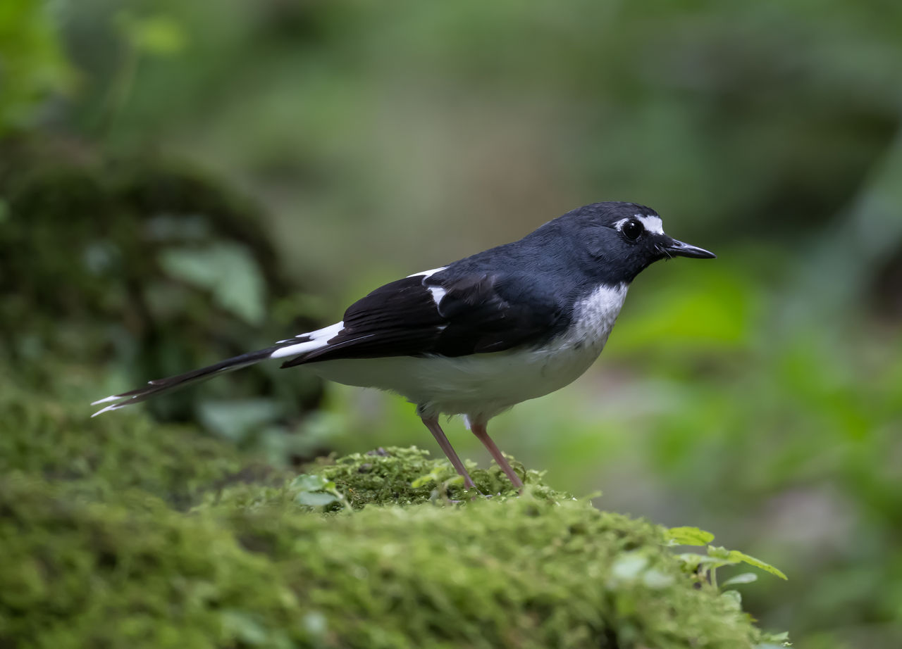 Birding Raden Soerjo Forest Park, East Java, Indonesia (Part 1 ...
