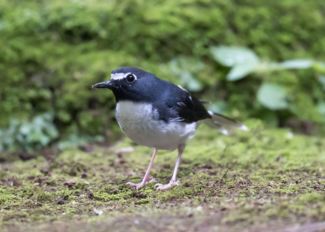 Birding Raden Soerjo Forest Park, East Java, Indonesia (Part 1 ...