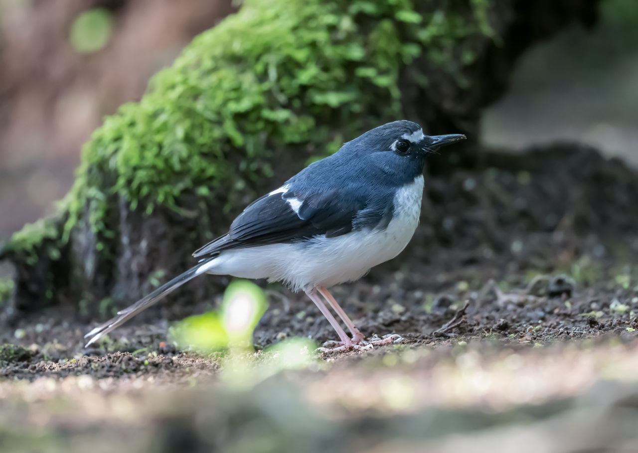 Birding Raden Soerjo Forest Park, East Java, Indonesia (Part 1 ...