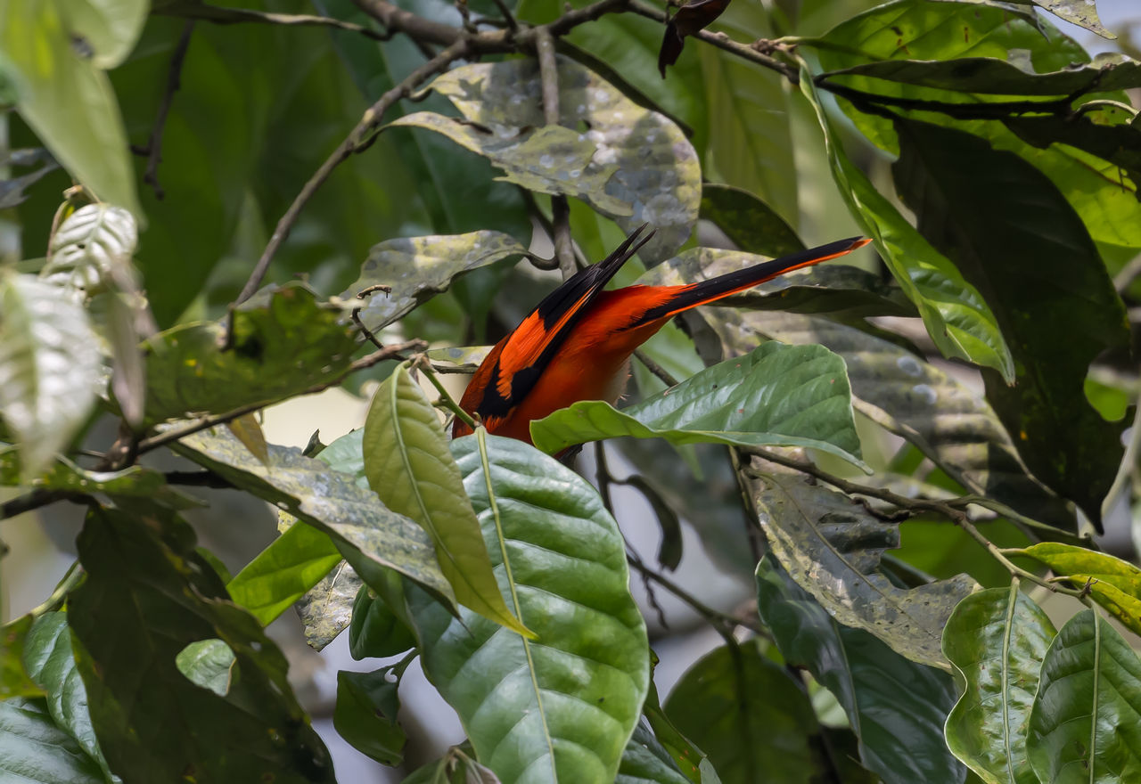 Birding Raden Soerjo Forest Park, East Java, Indonesia (Part 1 ...