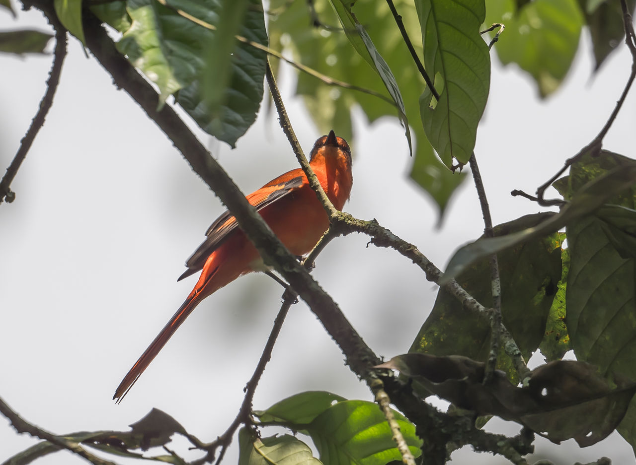 Birding Raden Soerjo Forest Park, East Java, Indonesia (Part 1 ...