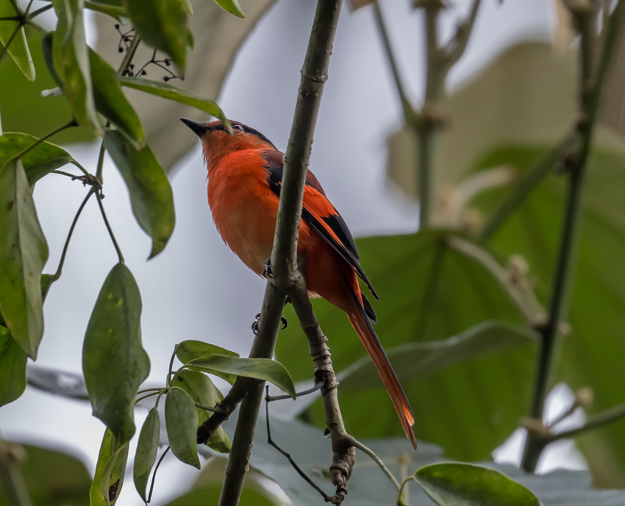 Birding Raden Soerjo Forest Park, East Java, Indonesia (Part 1 ...
