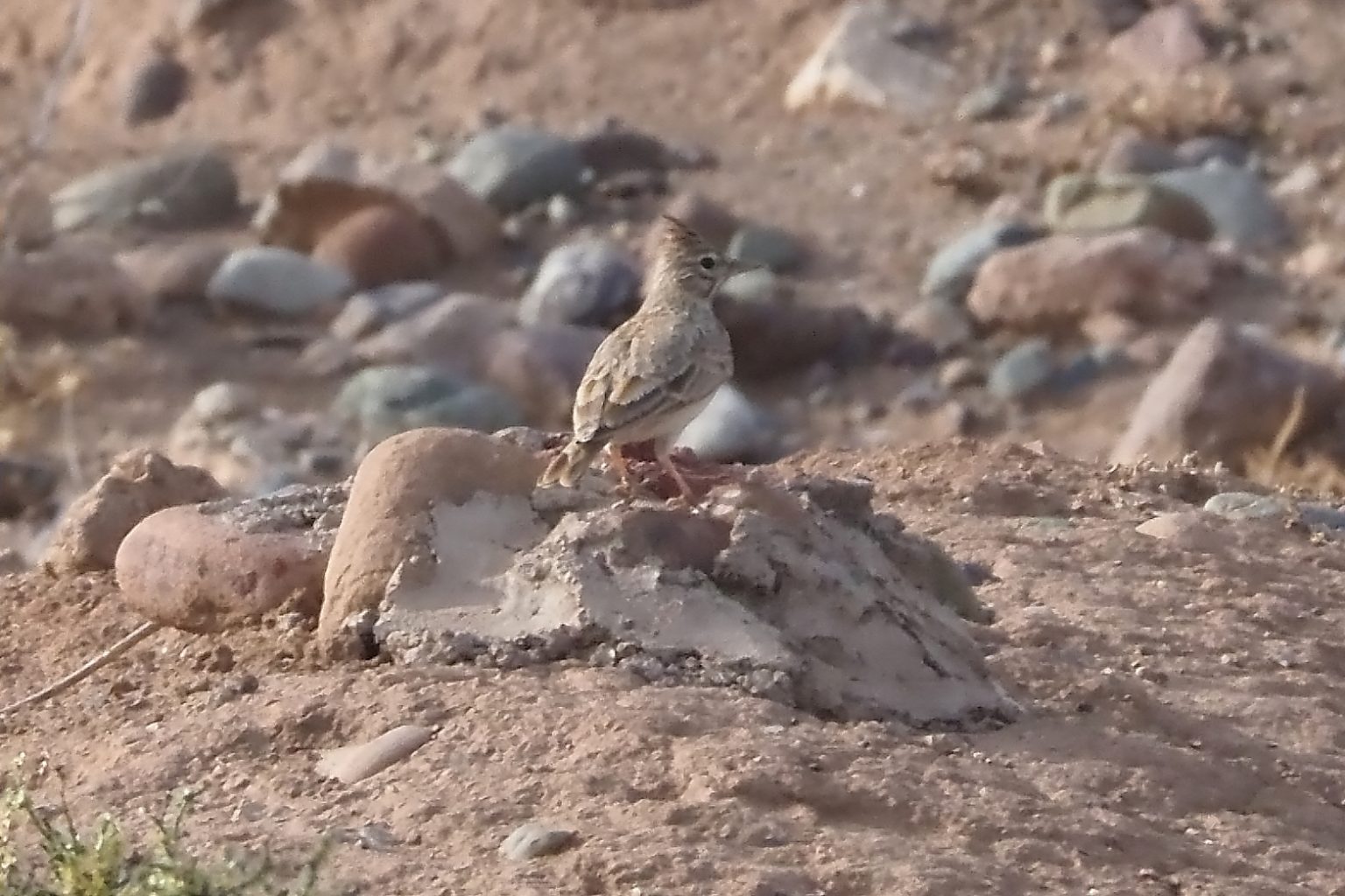 Birding in a Moroccan Town - 10,000 Birds