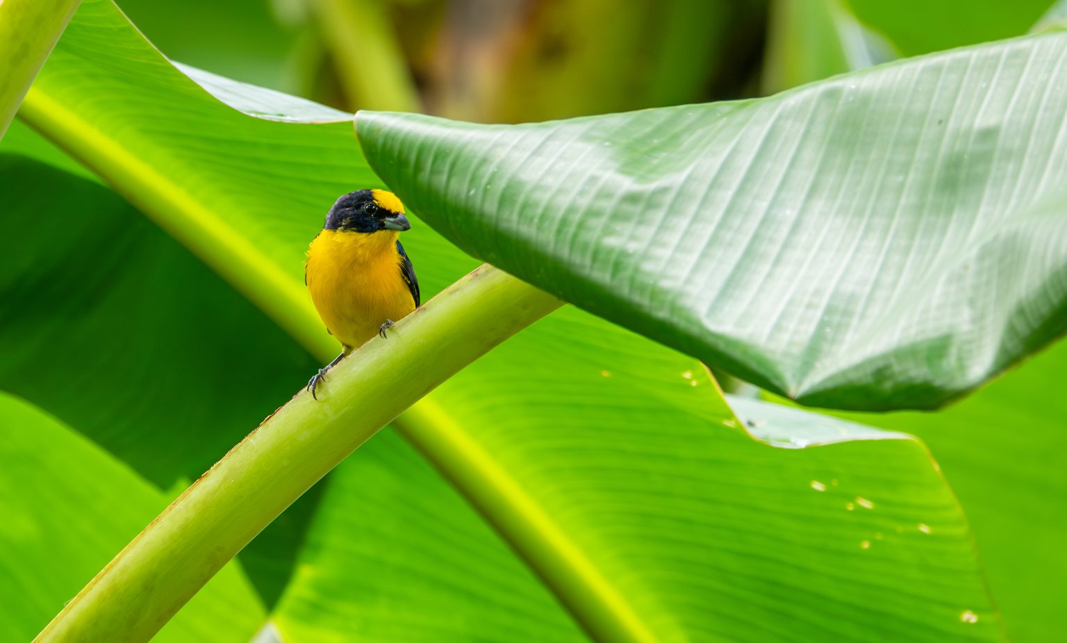 Birding the Chagres River: Another Panamanian Adventure