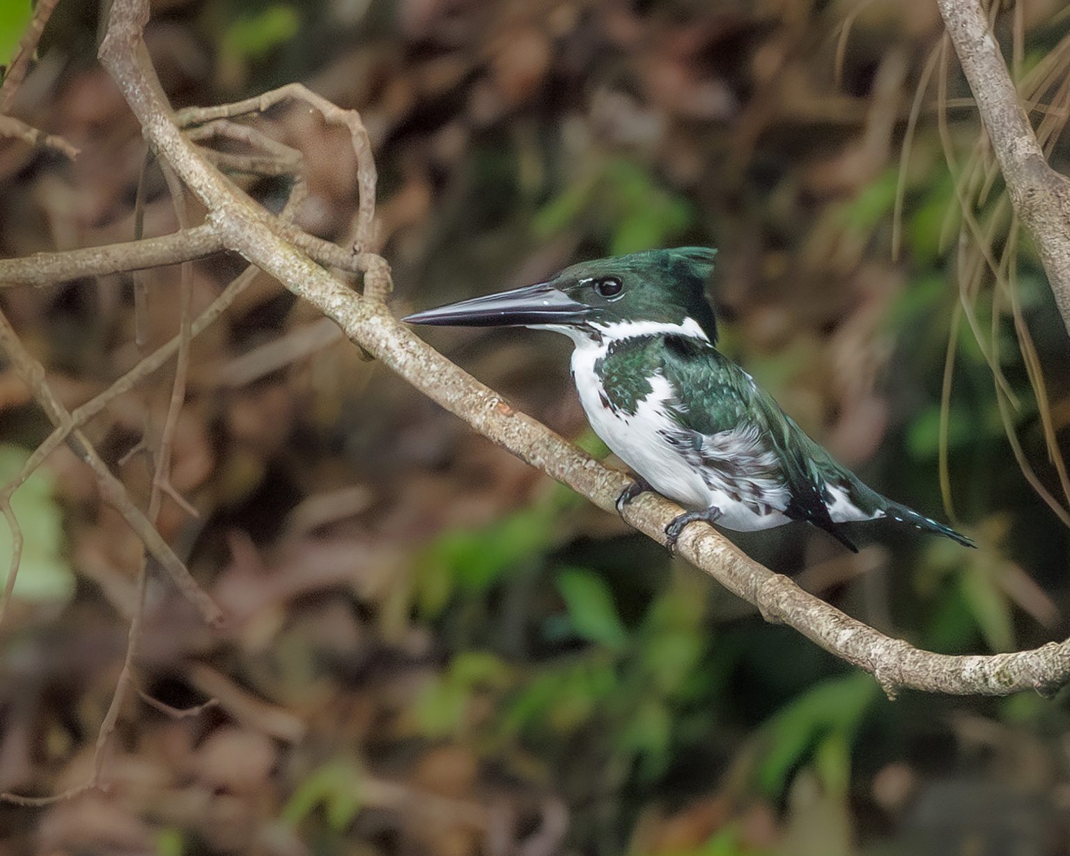 Birding the Chagres River: Another Panamanian Adventure