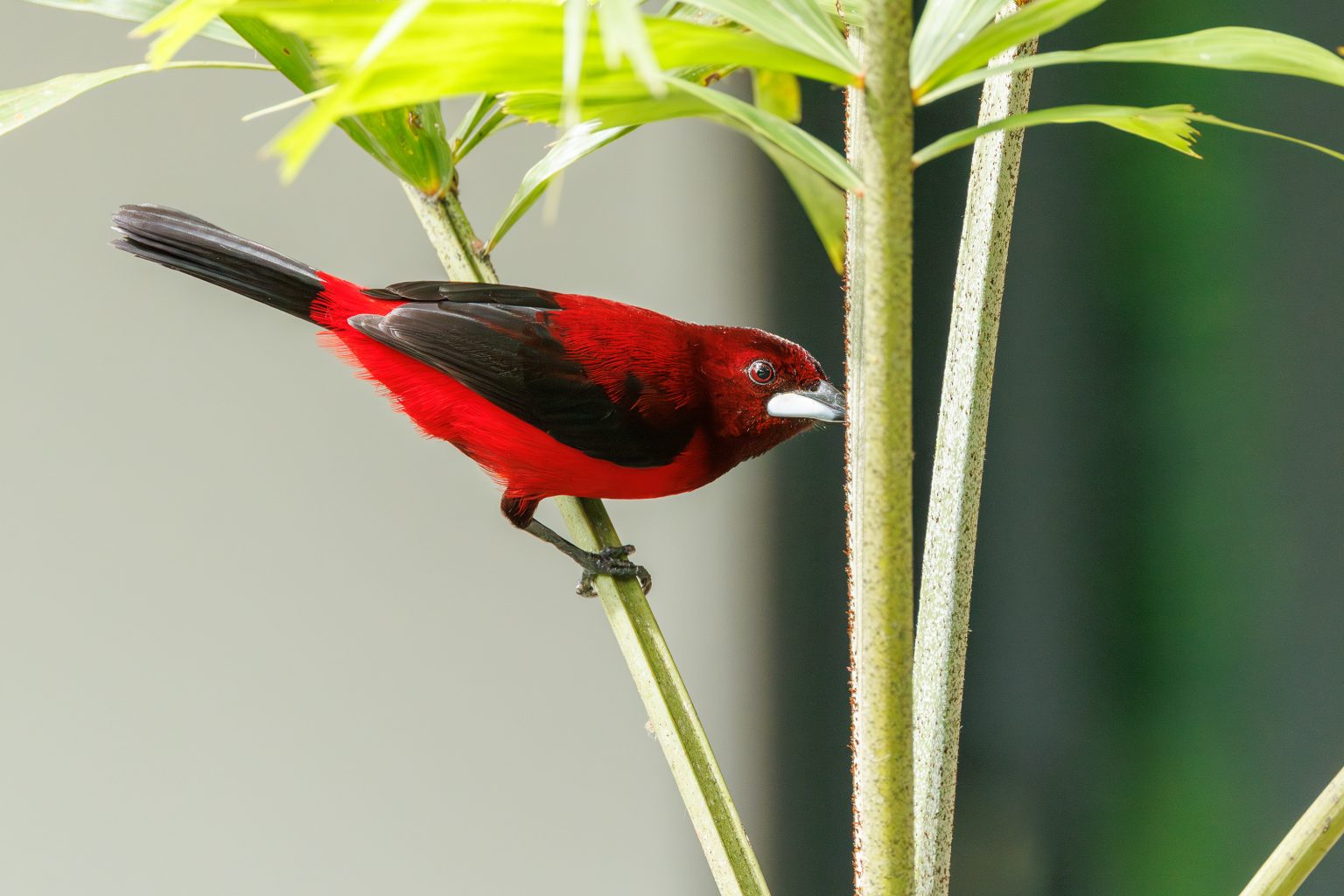 Birding the Chagres River: Another Panamanian Adventure