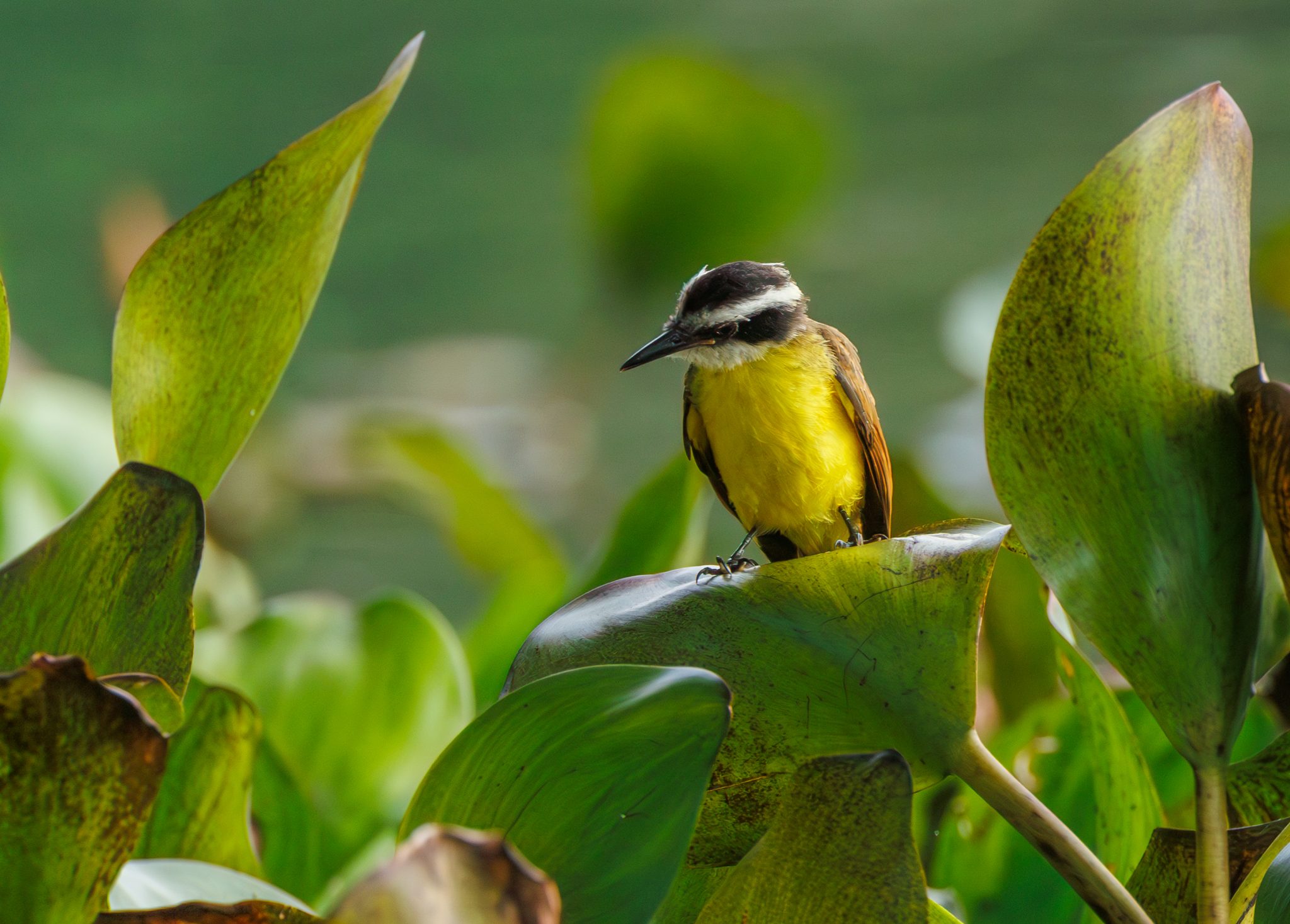 Birding the Chagres River: Another Panamanian Adventure