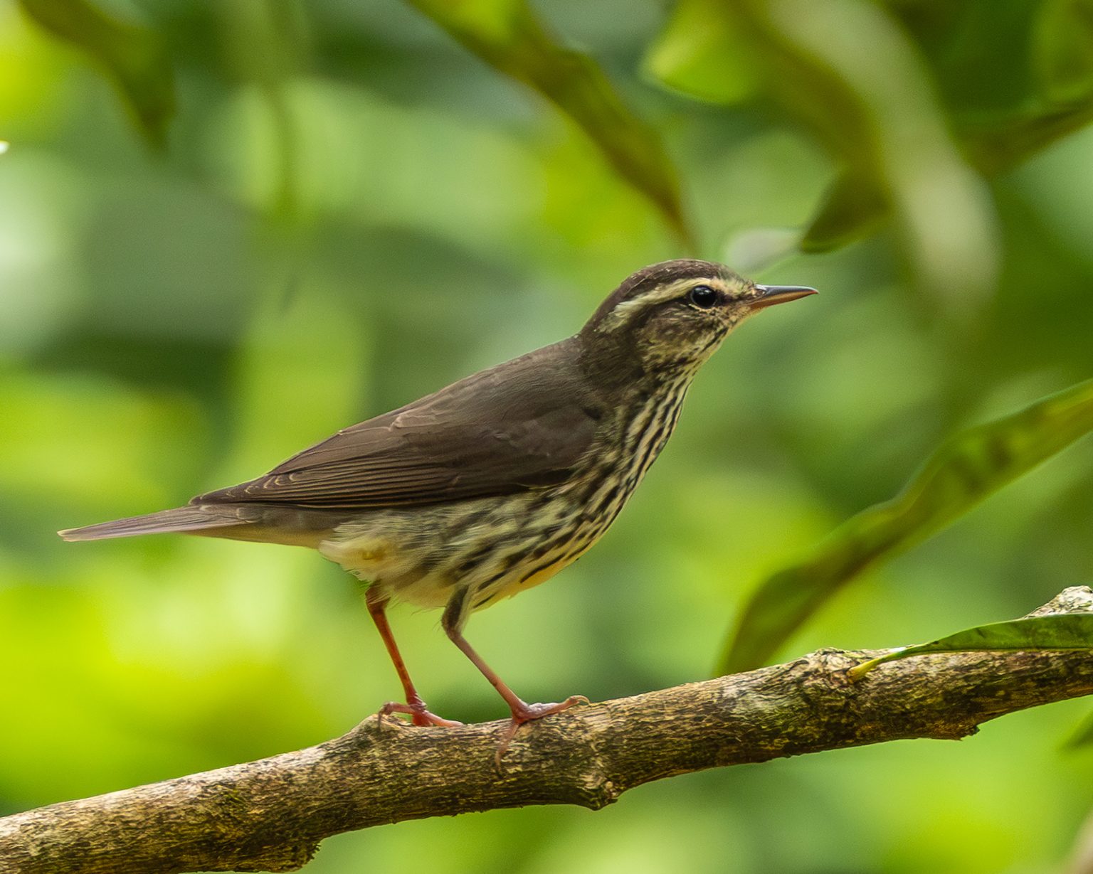 Birding the Chagres River: Another Panamanian Adventure