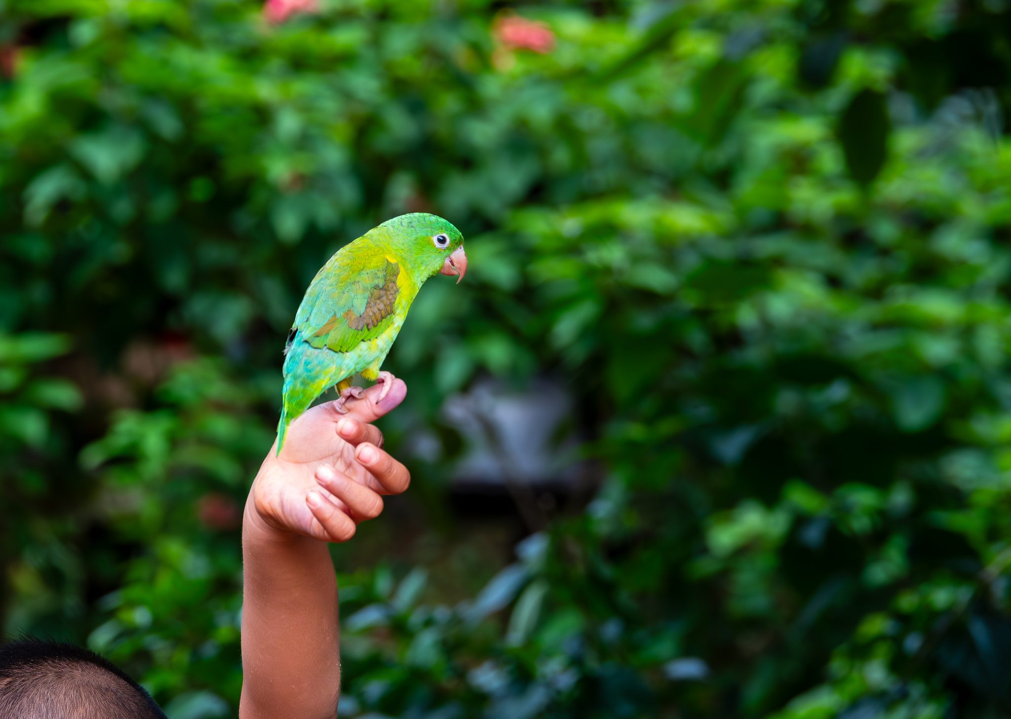 Birding the Chagres River: Another Panamanian Adventure