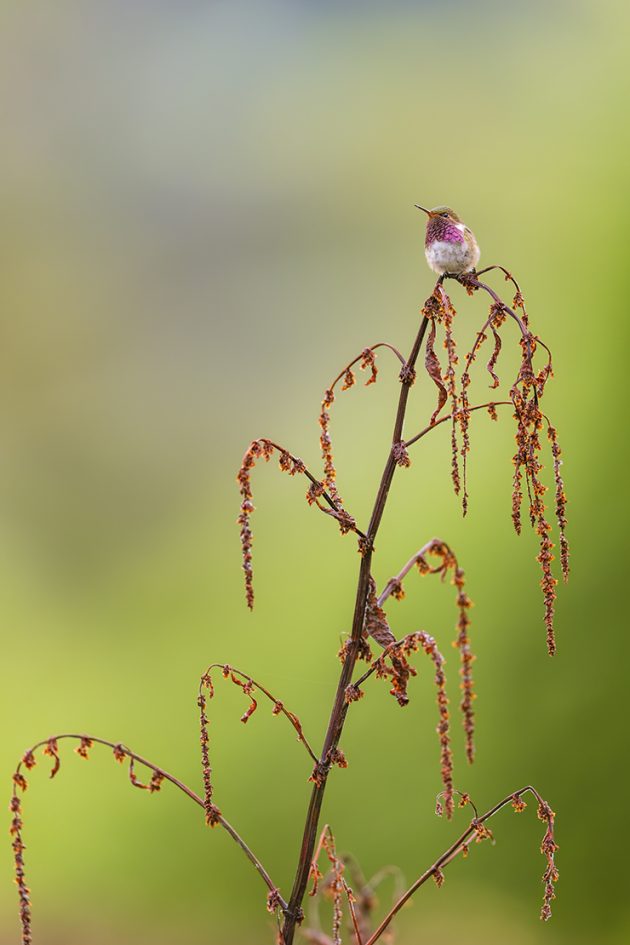 Birding the Slopes of Turrialba Volcano - 10,000 Birds