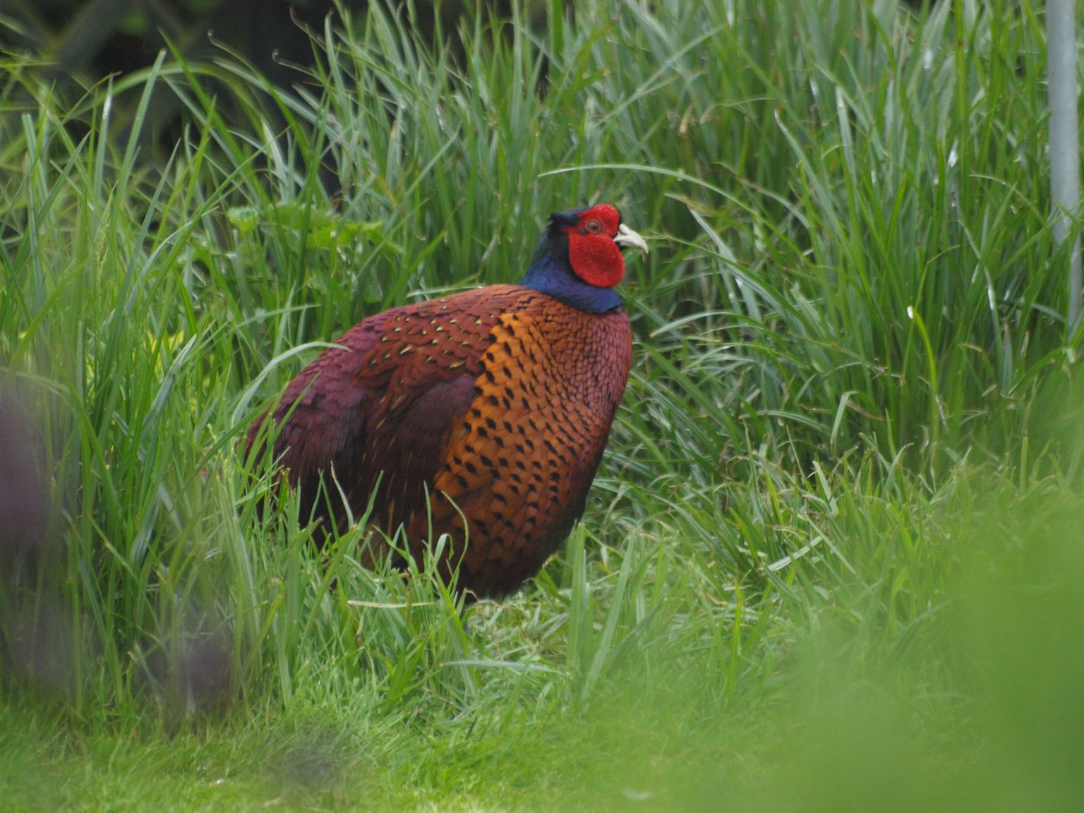Species Spotlight: The Common Pheasant, Phasianus colchicus - 10,000 Birds