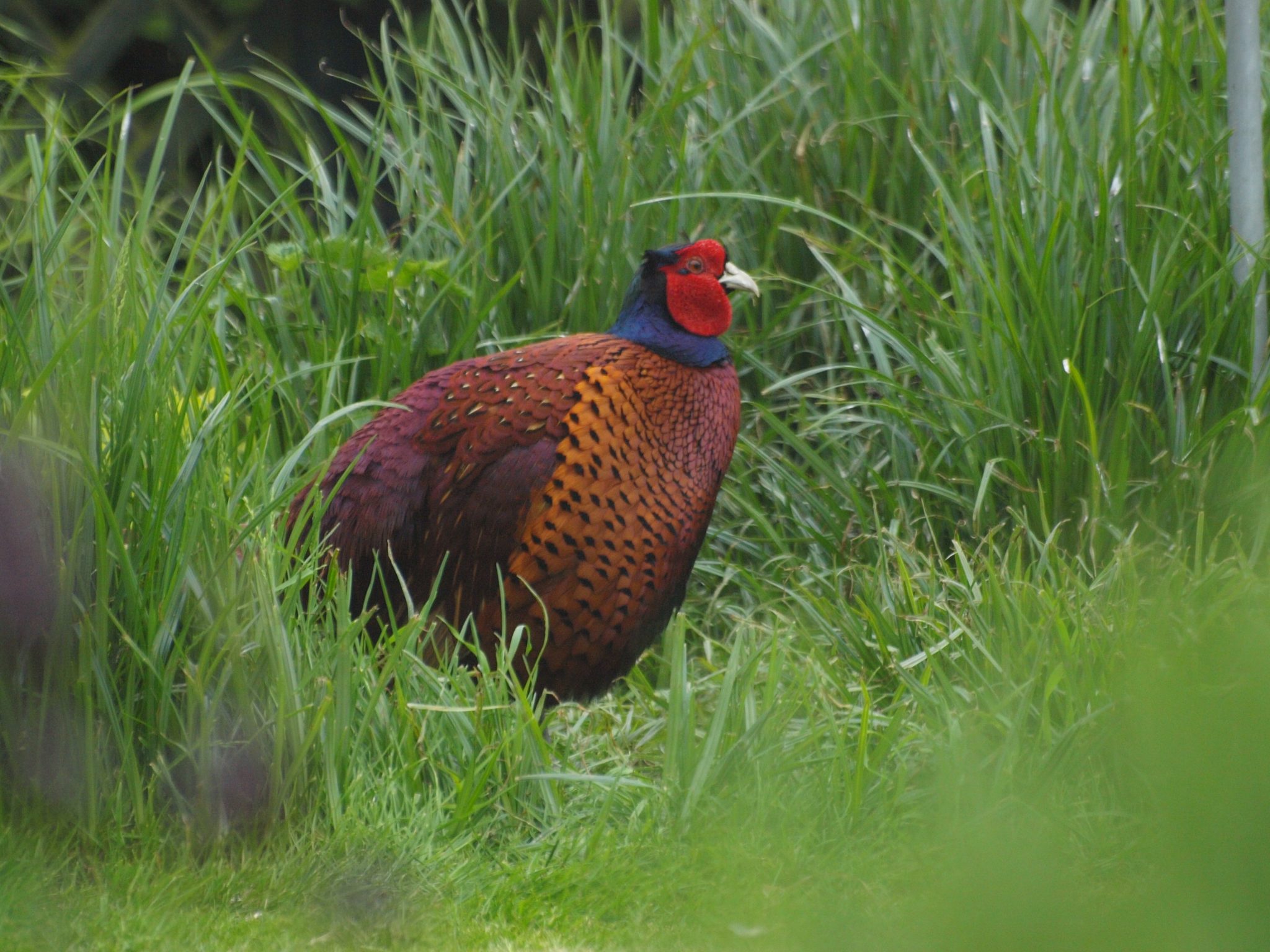 Species Spotlight: The Common Pheasant, Phasianus colchicus - 10,000 Birds