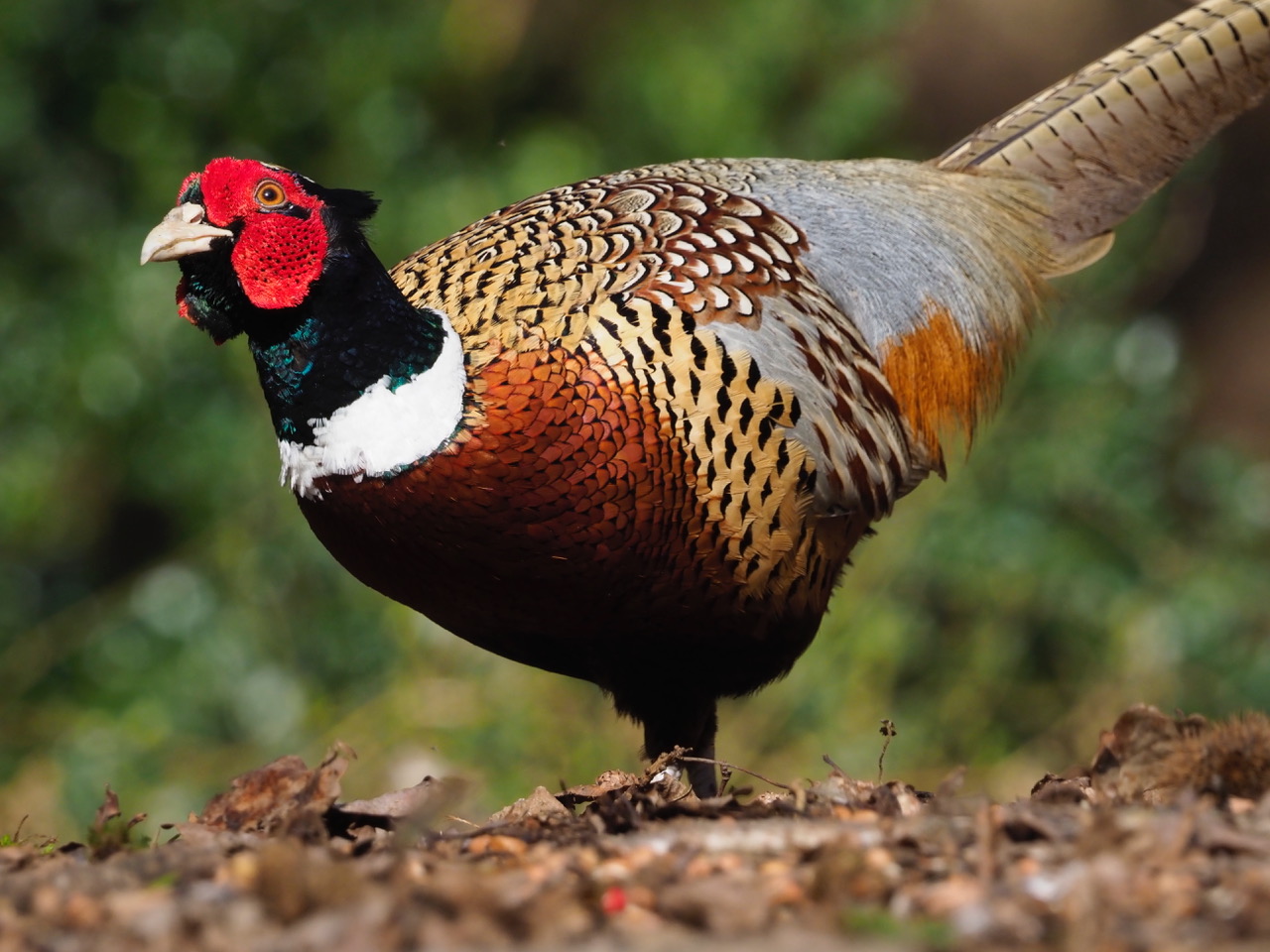 Species Spotlight: The Common Pheasant, Phasianus colchicus - 10,000 Birds