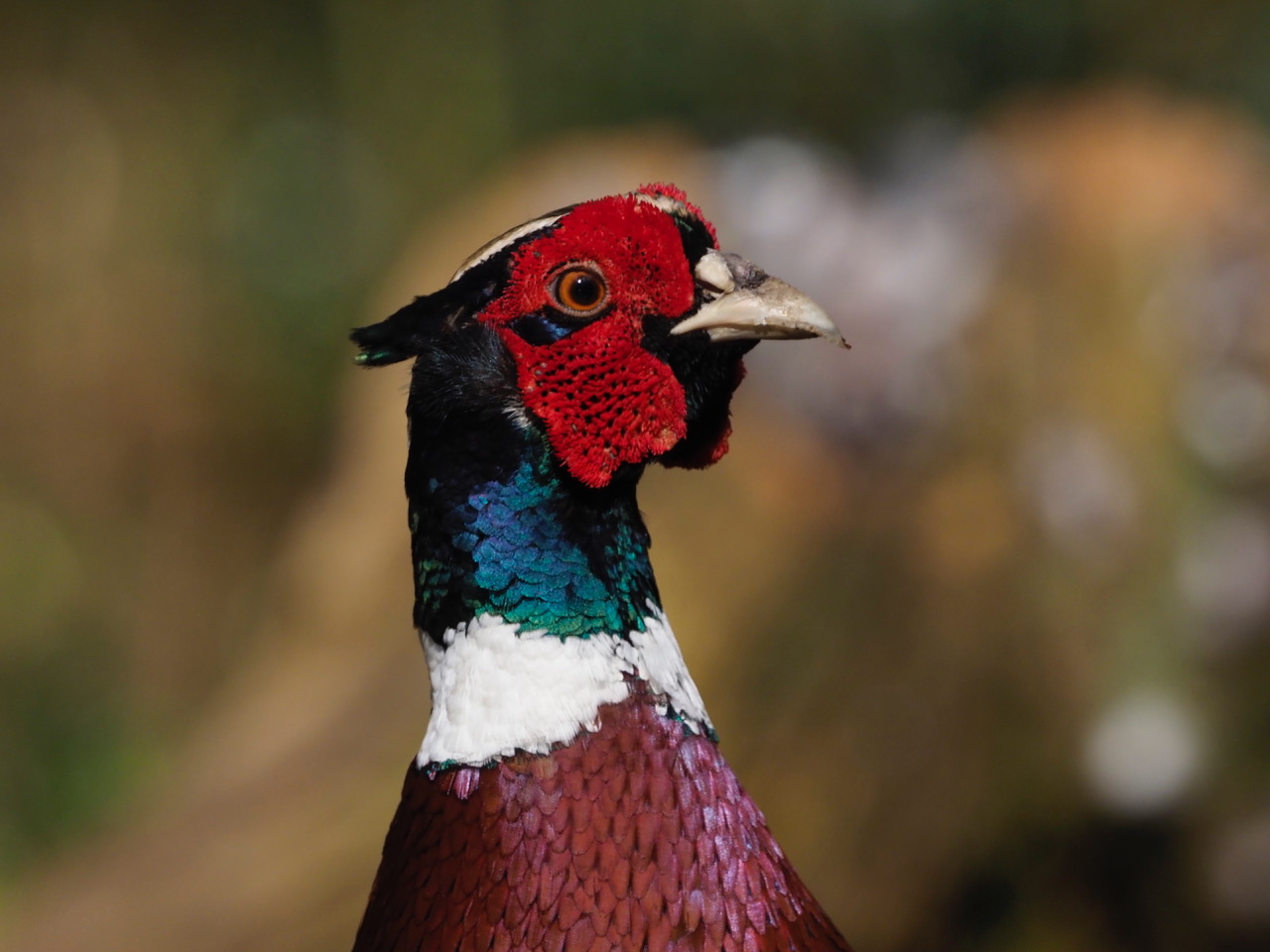 Species Spotlight: The Common Pheasant, Phasianus colchicus - 10,000 Birds