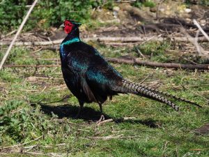 Species Spotlight: The Common Pheasant, Phasianus colchicus - 10,000 Birds