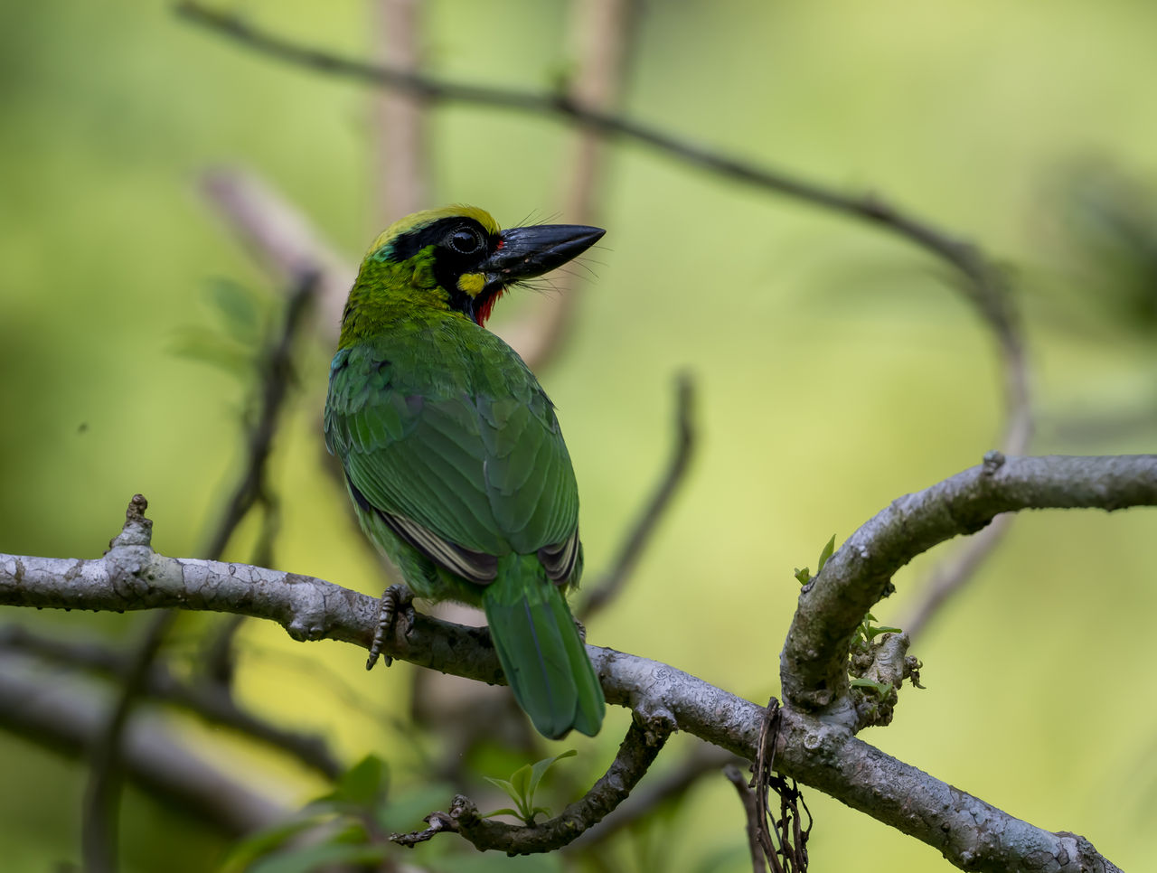 Birding Raden Soerjo Forest Park, East Java, Indonesia (Part 2) - 10,000 Birds