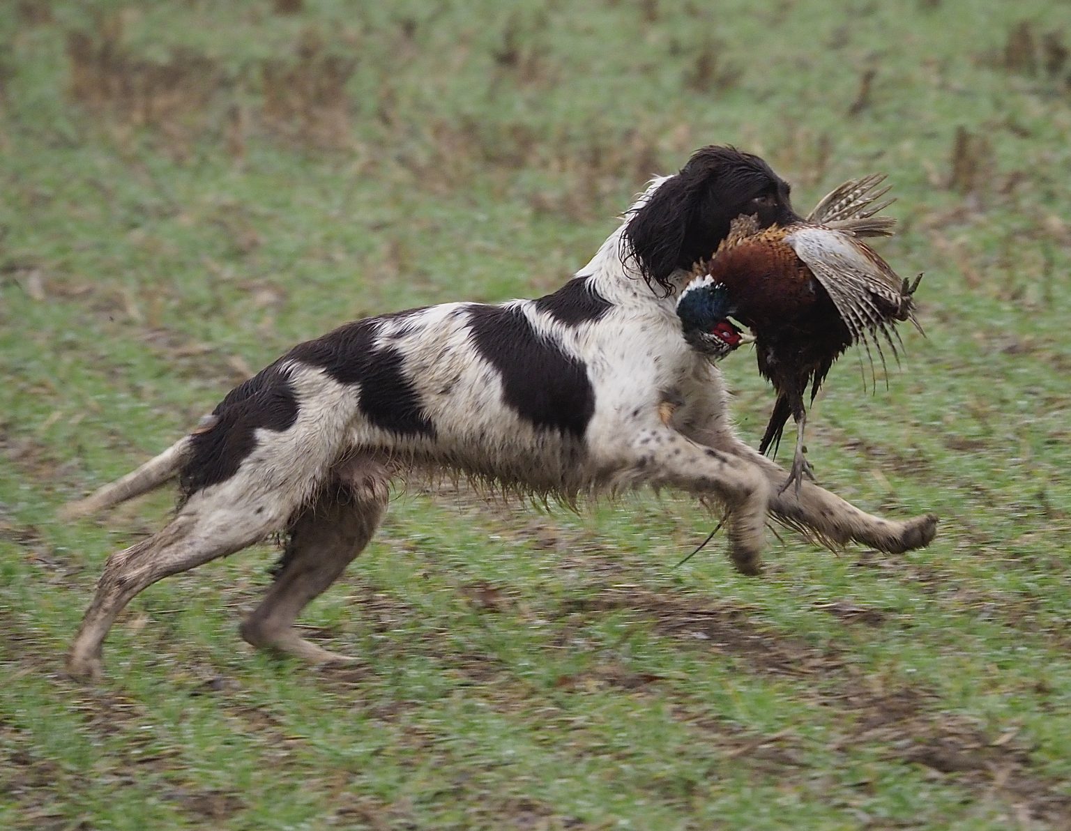 Species Spotlight: The Common Pheasant, Phasianus colchicus - 10,000 Birds