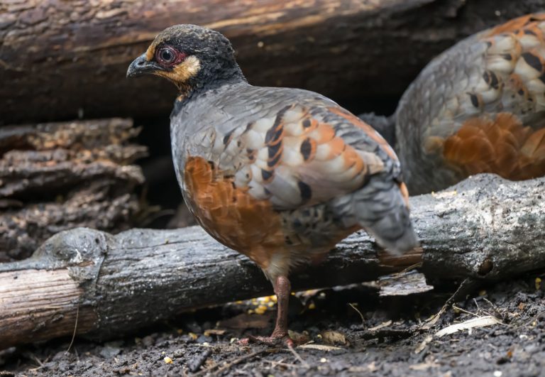Birding Raden Soerjo Forest Park, East Java, Indonesia (Part 2) - 10,000 Birds