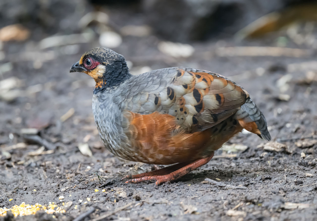 Birding Raden Soerjo Forest Park, East Java, Indonesia (Part 2 ...