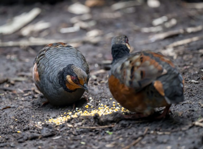 Birding Raden Soerjo Forest Park, East Java, Indonesia (Part 2) - 10,000 Birds