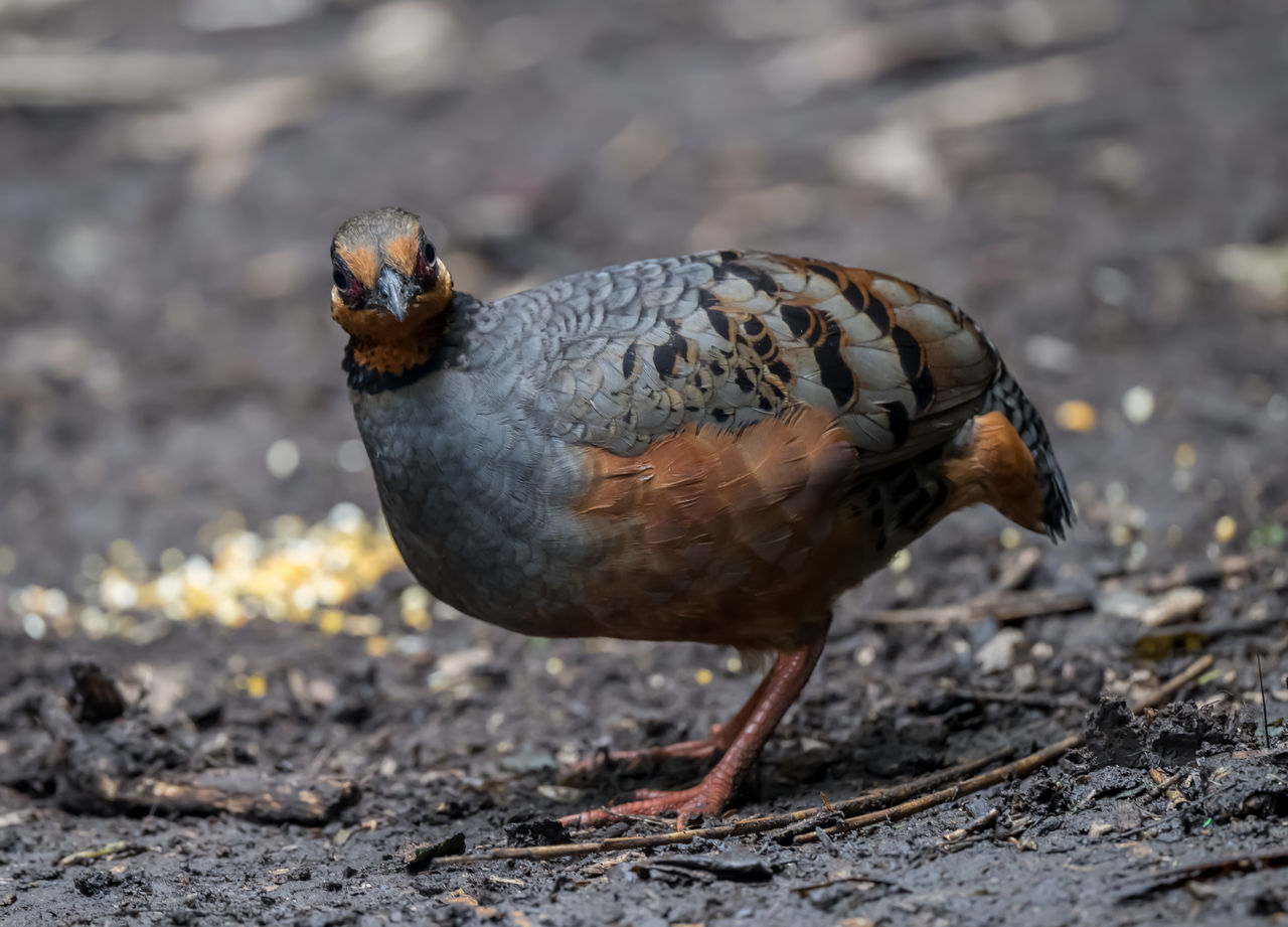 Birding Raden Soerjo Forest Park, East Java, Indonesia (Part 2) - 10,000 Birds