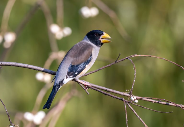 Birding Shanghai in December 2024 - 10,000 Birds