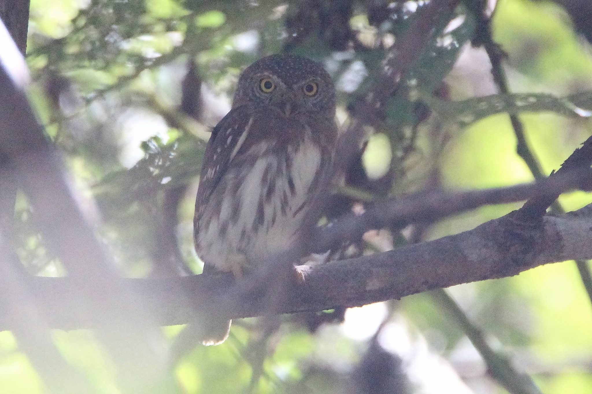 A Little Lifer - 10,000 Birds